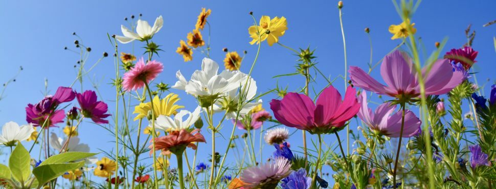 Föreningen för Sveriges Ungdomsmottagningar - FSUM